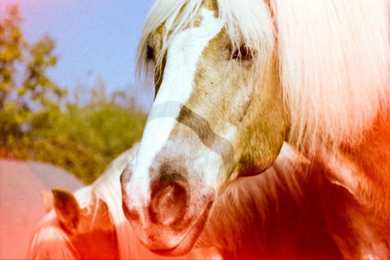 KONO! Sunstroke ISO 200 35mm 36 Exposure – Reformed Film Lab